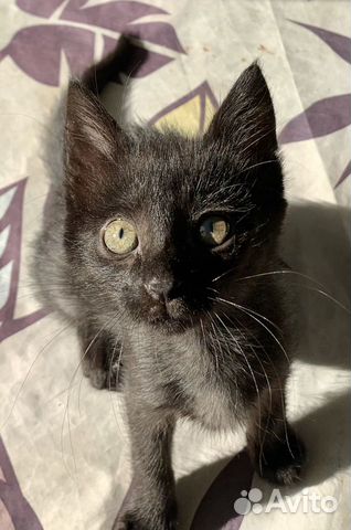 Которебенок ищет любящих хозяев