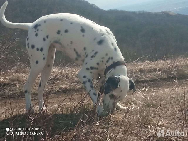 Далматинец девочка 1 год и 4 месяца