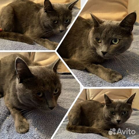 Котята бесплатно
