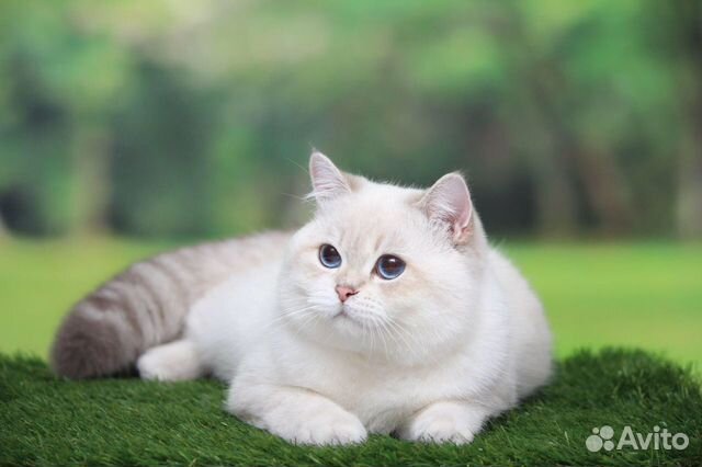 Британские котята