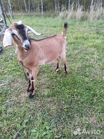 Козлик от 26 апреля 2021г 75нубик, 25 - зааненск