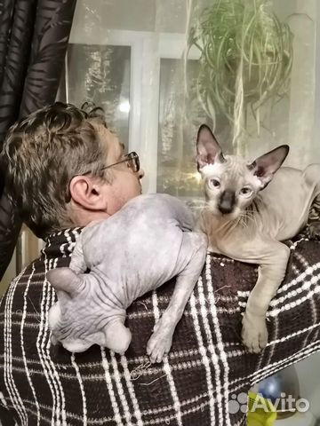 Донской сфинкс