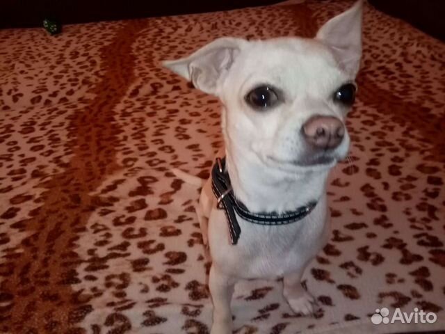 Вязка Чихуа мальчик