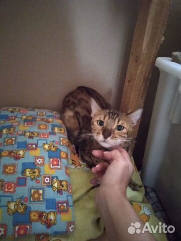 Бенгальская кошка