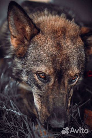 Волчонок ищет дом