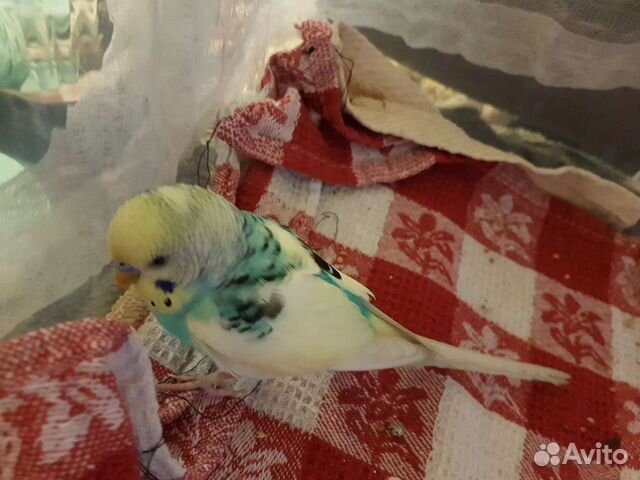 Попугай найден