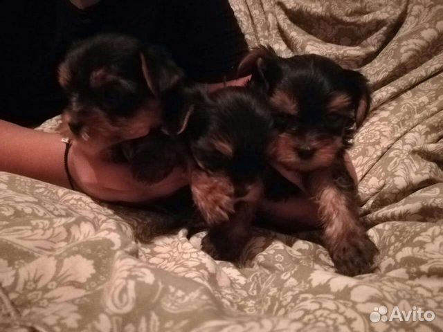 Йоркширский терьер щенки