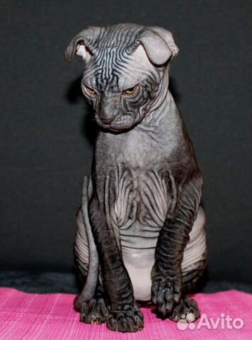 Девочка Укаинский Левкой