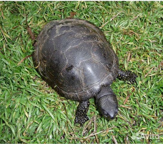 Черепаха