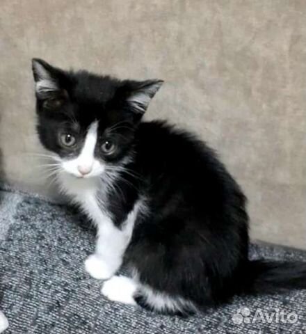Котенок мальчик полтора месяца