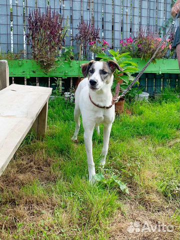 Щенки в добрые руки