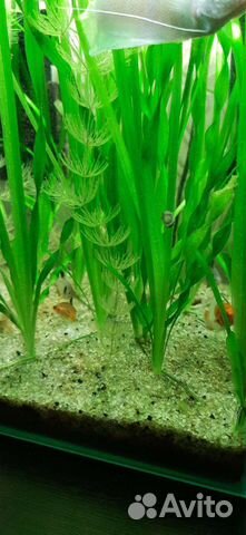 Водоросли валлиснерия