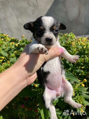 Мини-щенки в добрые руки от папы пекинеса