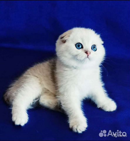 Шикарный мальчик фолд ns11