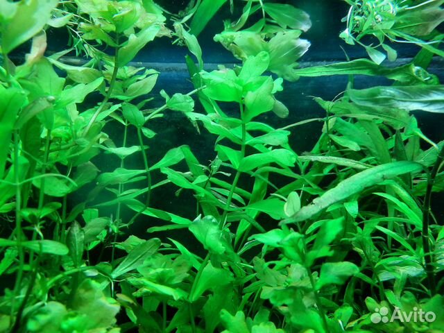 Прополка аквариума - всякая длинностебелка