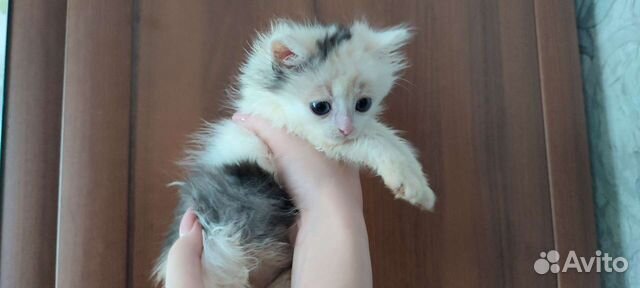 Котёнок девочка трехцветный