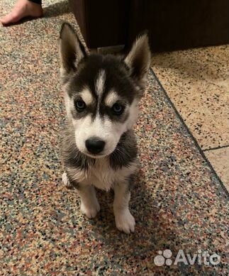 Щенки сибирской хаски