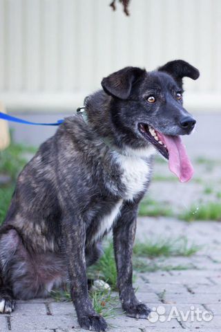 Просто Шарик. В дар