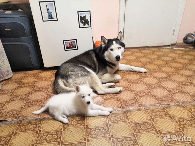 Щенок хаски ищет дом