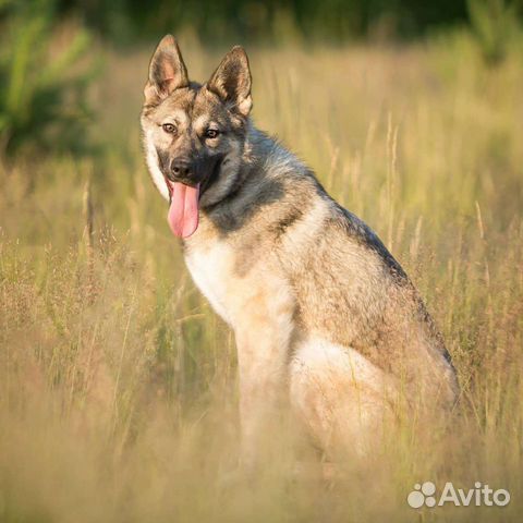 Дон Батон ищет дом