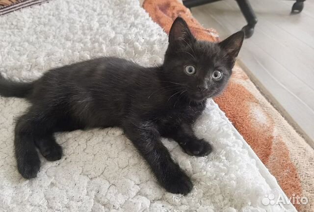 Клёпушка ищет заботливых хозяев