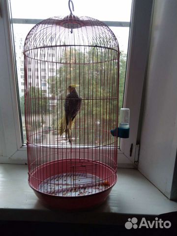 Молодой карелла