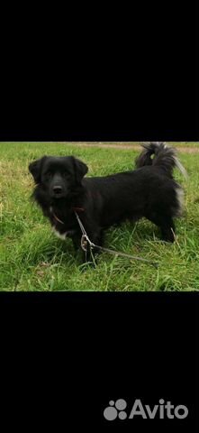 Коротколапик Неро ищет дом