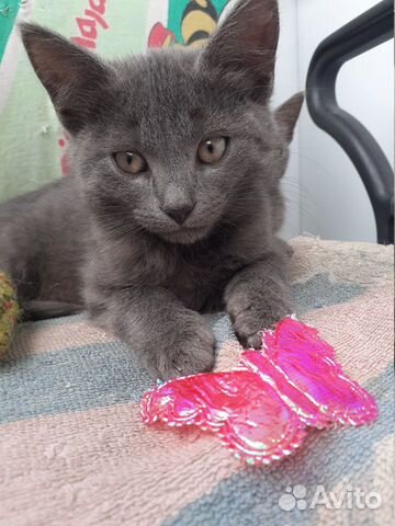 Котёнок дженни, 2 мес, породы русской Голубой