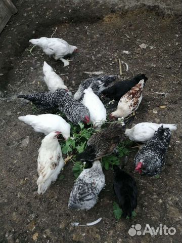 Куры цыплята
