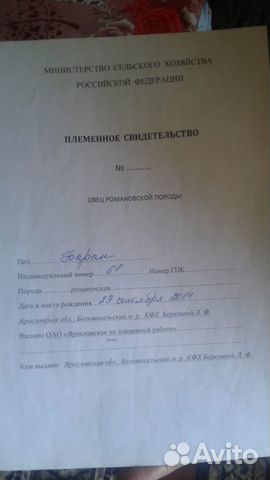 Романовские чистокровные баранчики