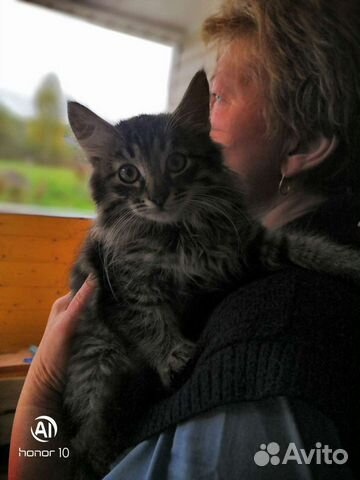 Обворожителтные котята