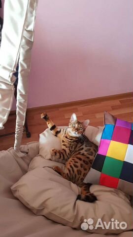 Бенгальская кошечка