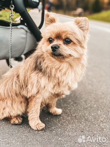 Связка Шпиц