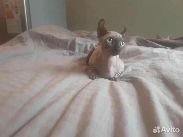 Канадский сфинкс котенок двельф