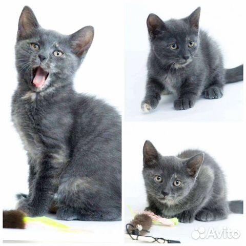 Котёнок, котята малышка фенотип британской