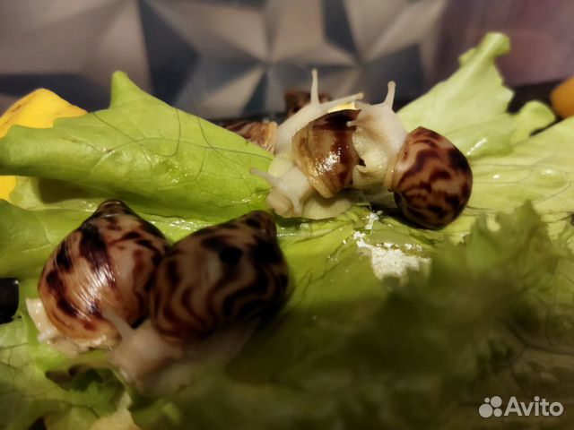 Улитка Ахатина Ретикулята Альбино