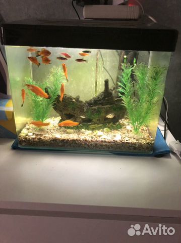 Авариум 30 л с оборудованием и рыбками