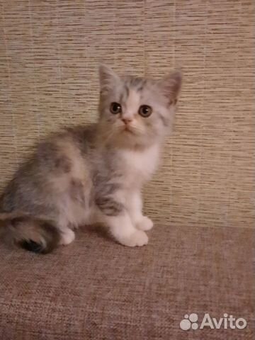Шотландская прямоухая кошечка и вислоухий котик