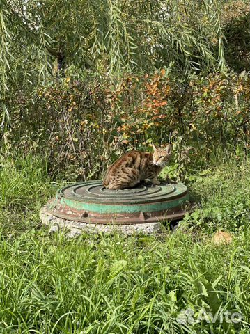 Потерялся кот