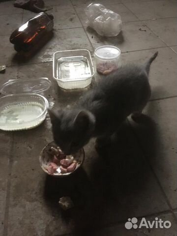 Котенок в дар