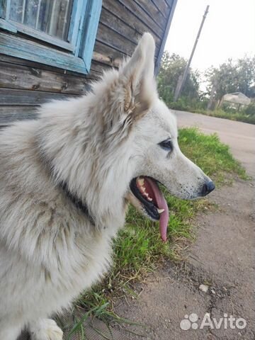 Бшо овчарка для вязки