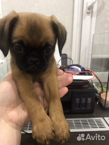 Мальчишка пти-барбансон