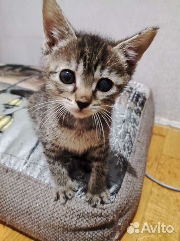 Котенок Муся в добрые руки