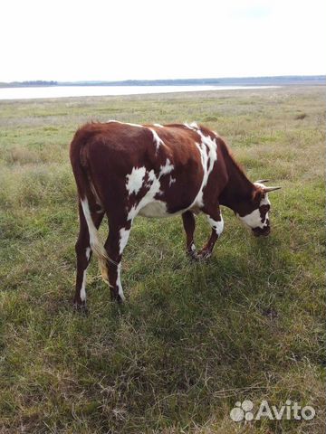 Телки стельные 10 голов