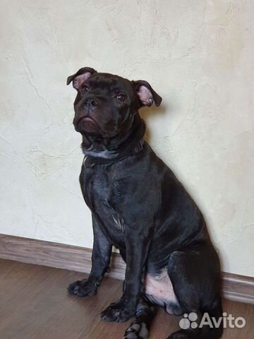 Английский Стаф Буль