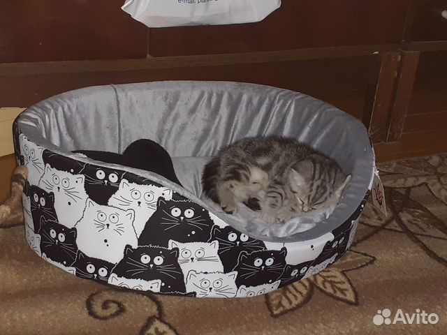 Красавец шотландец