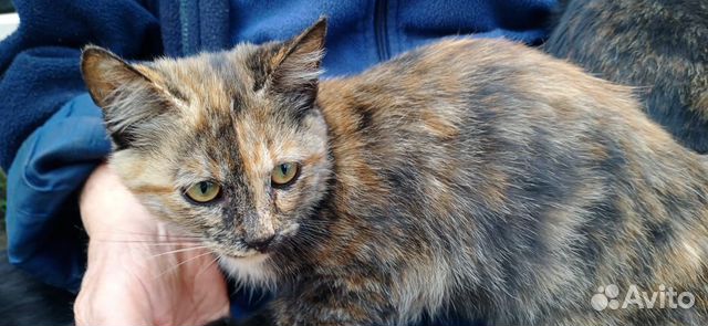 Котята-мышеловы ищут работу