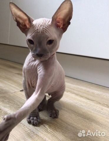 Сфинкс котенок