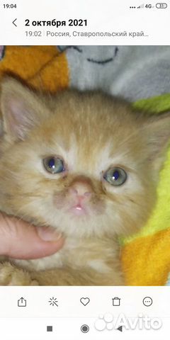 Котик-мурчалочка Лёва 1,5мес.-сам кушает
