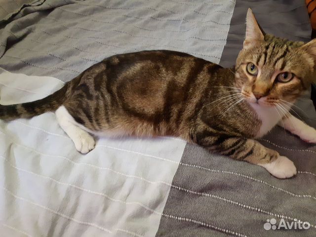 Отдам кота (смесь с курильским бобтейлом)